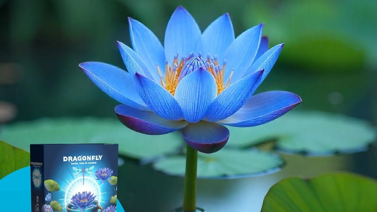 Erotics | Dragonfly - Herbs & smokes | Wolt