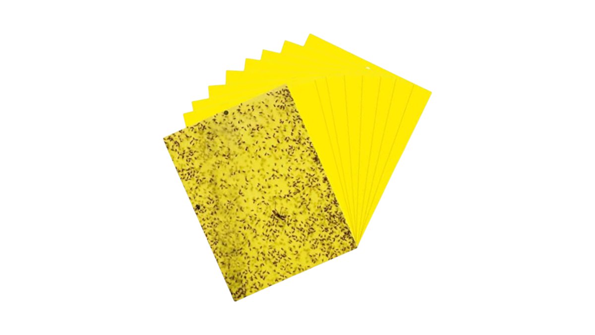 Yellow Adhesive Plates Large. 24cm X 17cm | Piscopo Gardens Burmarrad ...