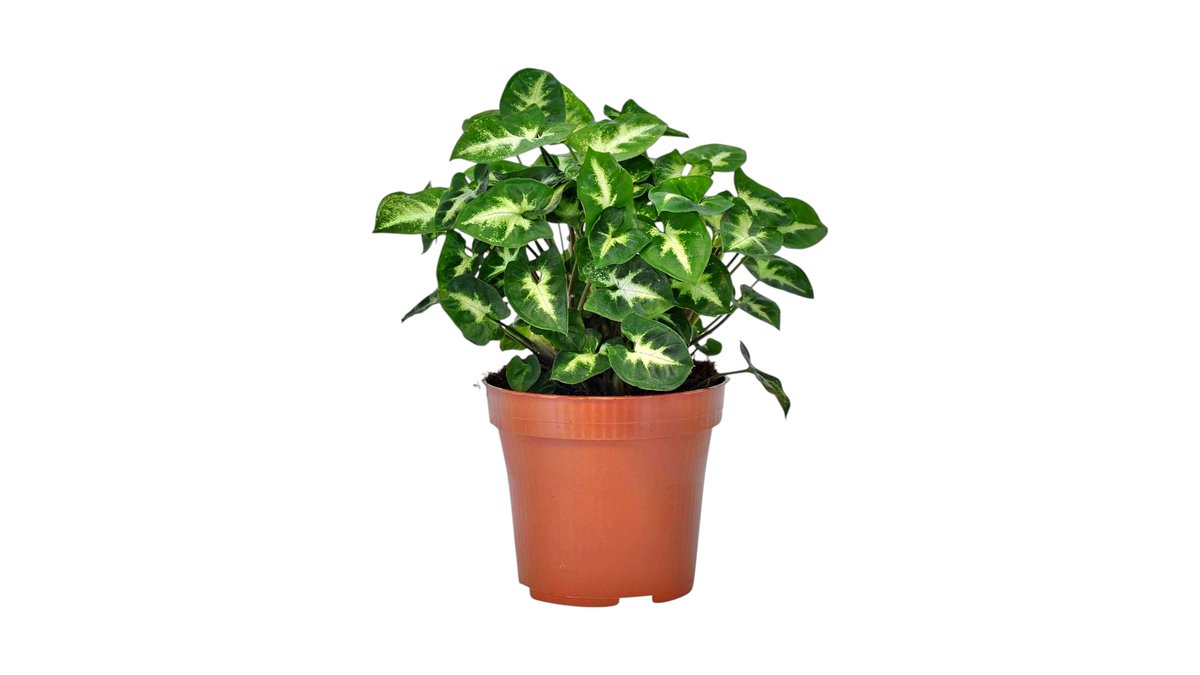 Syngonium Pixie Pot 12cm | Piscopo Gardens Burmarrad | Wolt