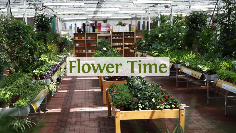 Flower Time | Wolt | Livrare | Cluj-Napoca