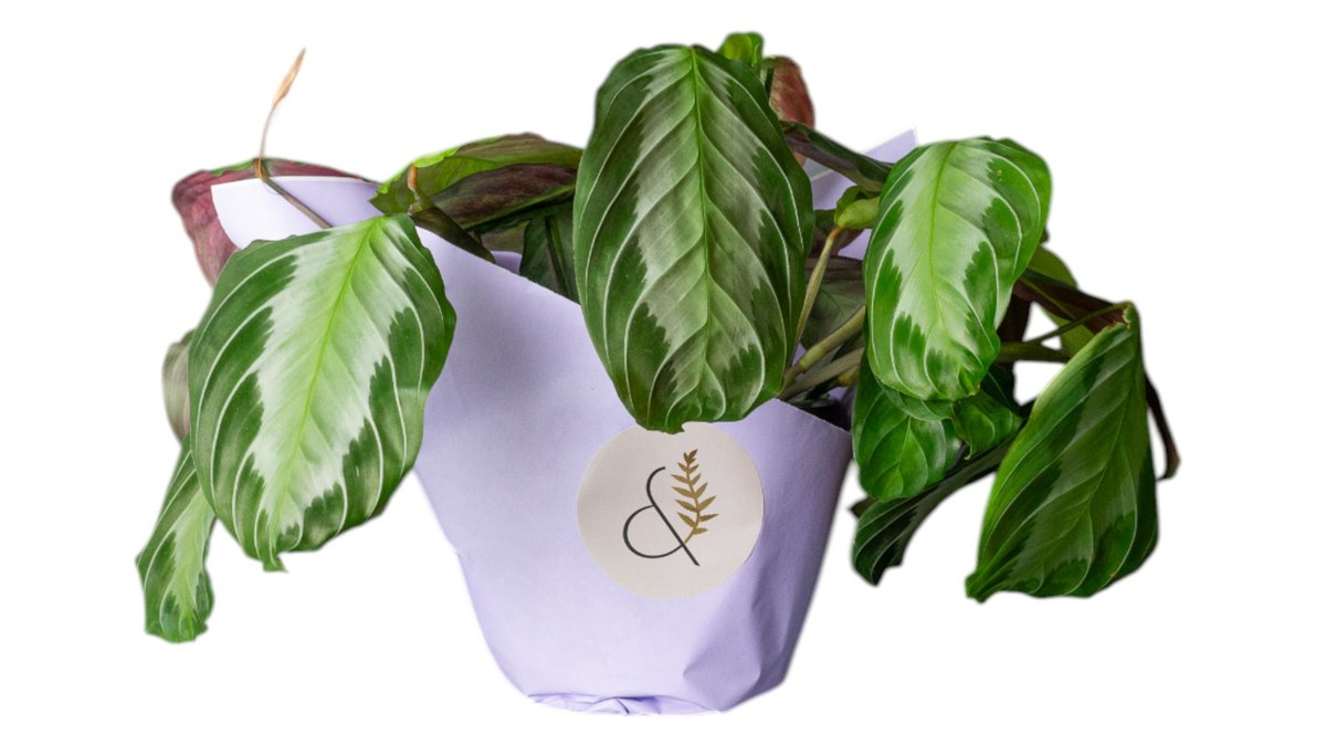 Topfpflanzen | Feather & Fern Meisterfloristik - Neusser Str. | Wolt