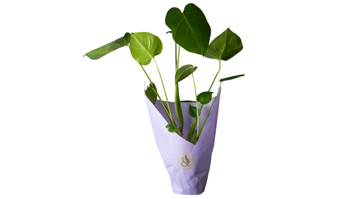 Topfpflanzen | Feather & Fern Meisterfloristik - Neusser Str. | Wolt