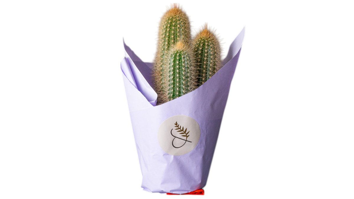 Topfpflanzen | Feather & Fern Meisterfloristik - Neusser Str. | Wolt