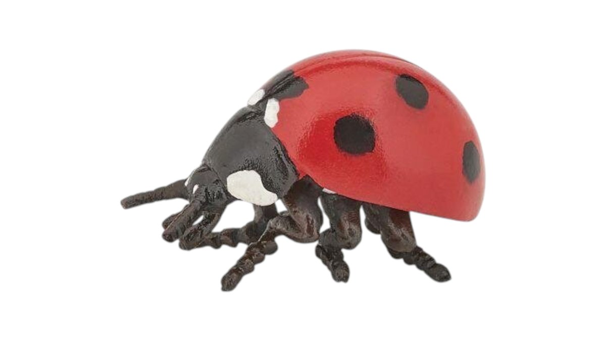 Coccinelle/Marienkäfer | Ars Libri | Wolt