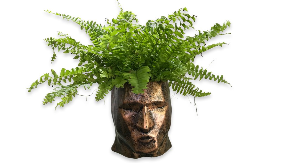 Nephrolepis Exaltata In A Bronze Head Pot Clelia Flower And Plant Shop Wolt