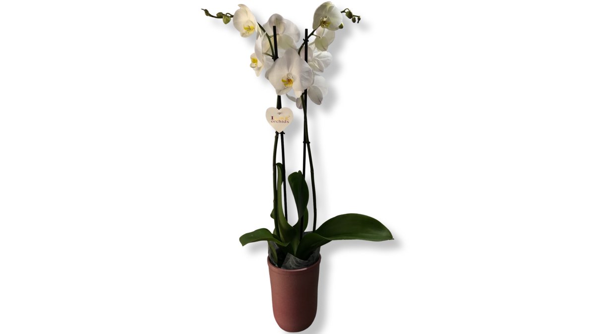 Phalaenopsis White 2 Stems Clelia Flower And Plant Shop Pareklisia Wolt