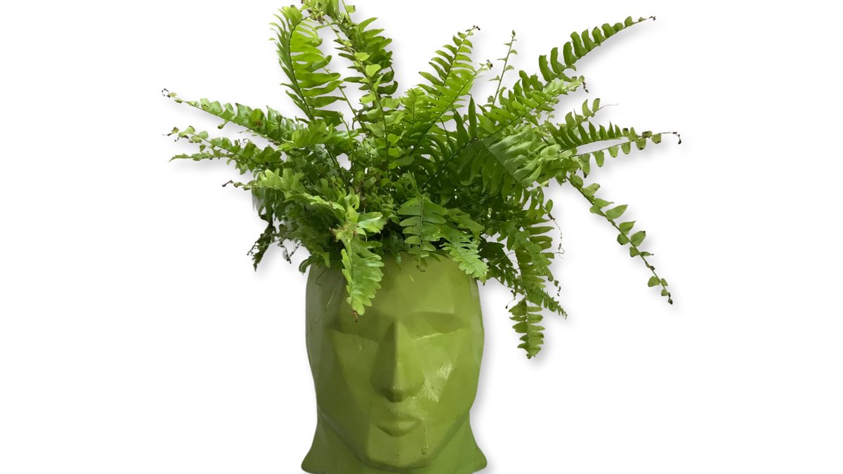 Nephrolepis Exaltata In A Green Head Pot Clelia Flower And Plant Shop Wolt