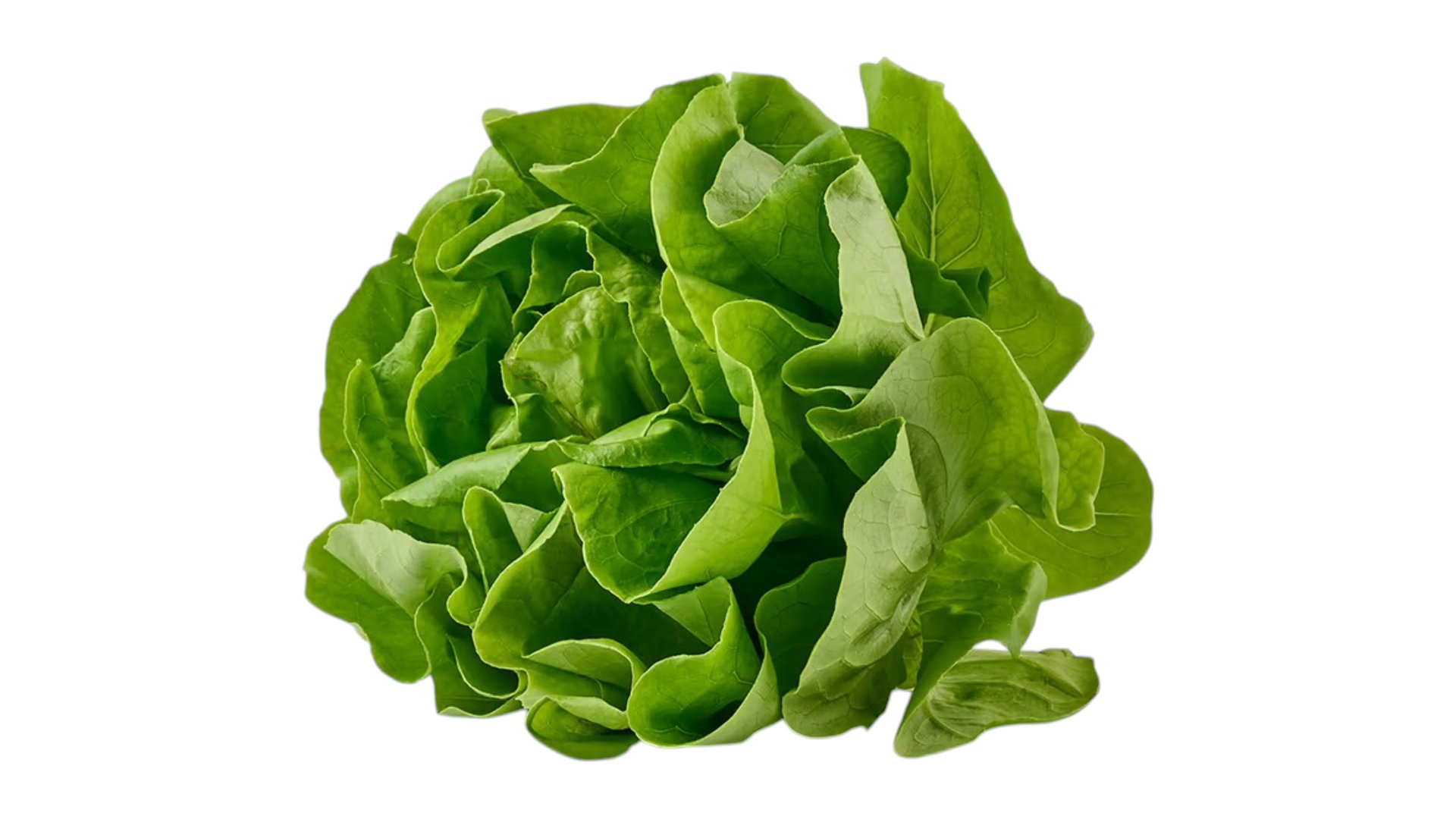 Ballensalat Kopfsalat | EDEKA Lenz | Wolt