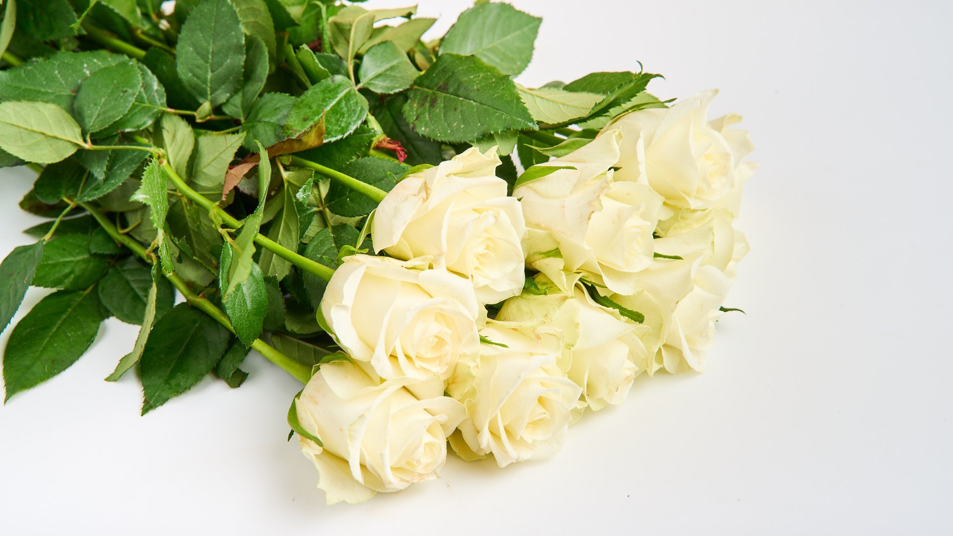 Monobouquets | Blumenhaus Orchidee - Richard-Lehmann-Straße | Wolt